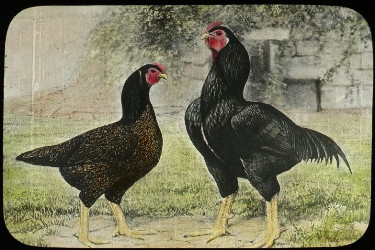 Cornish Chicken - Breed Profile - Backyard Poultry
